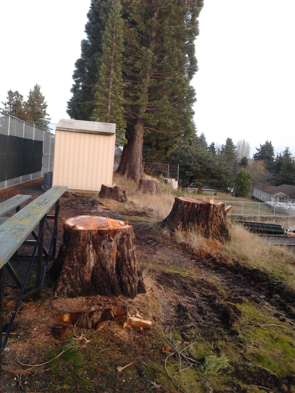 Of Paramount Importance: Four Huge Sequoias Cut at Shorecrest HS