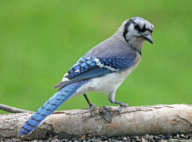 Blue Jay | The Life of Animals