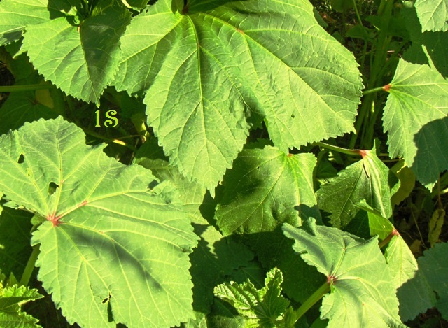 BAMJE, OKRA; GOMBO ...un INCONTRO SERENO