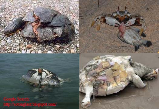 Sotong: Selamatkan Penyu.