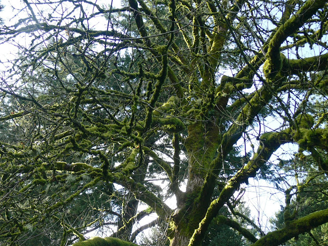 Mossome: Mossy Trees in Portland, Oregon II