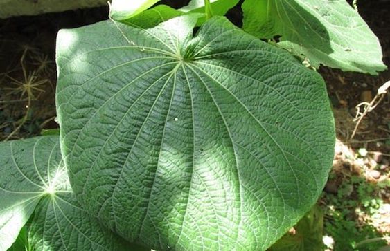 Pariparoba, plantas pancs. - O tacho da Pepa