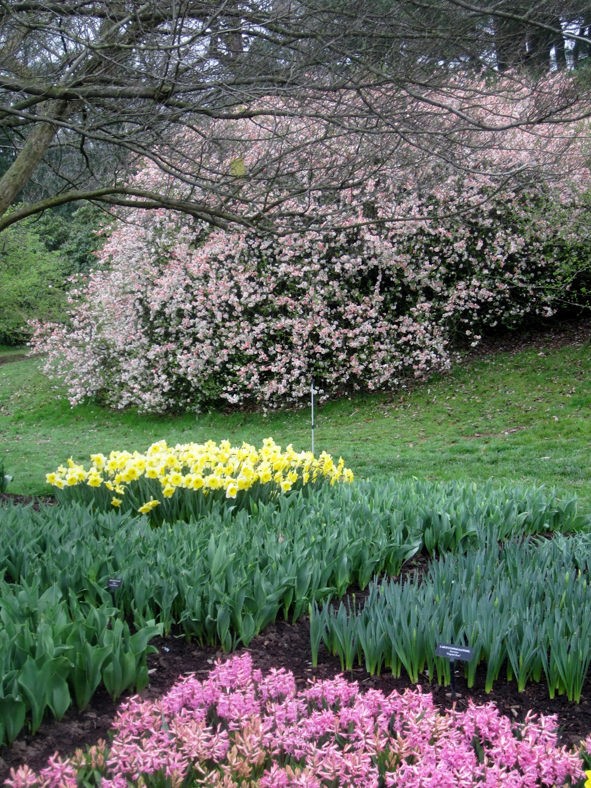 WeedsNWildflowers: Longwood Gardens Spring Day, Part 2