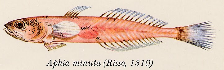 Esto no tiene arreglo...: La pesca del chanquete