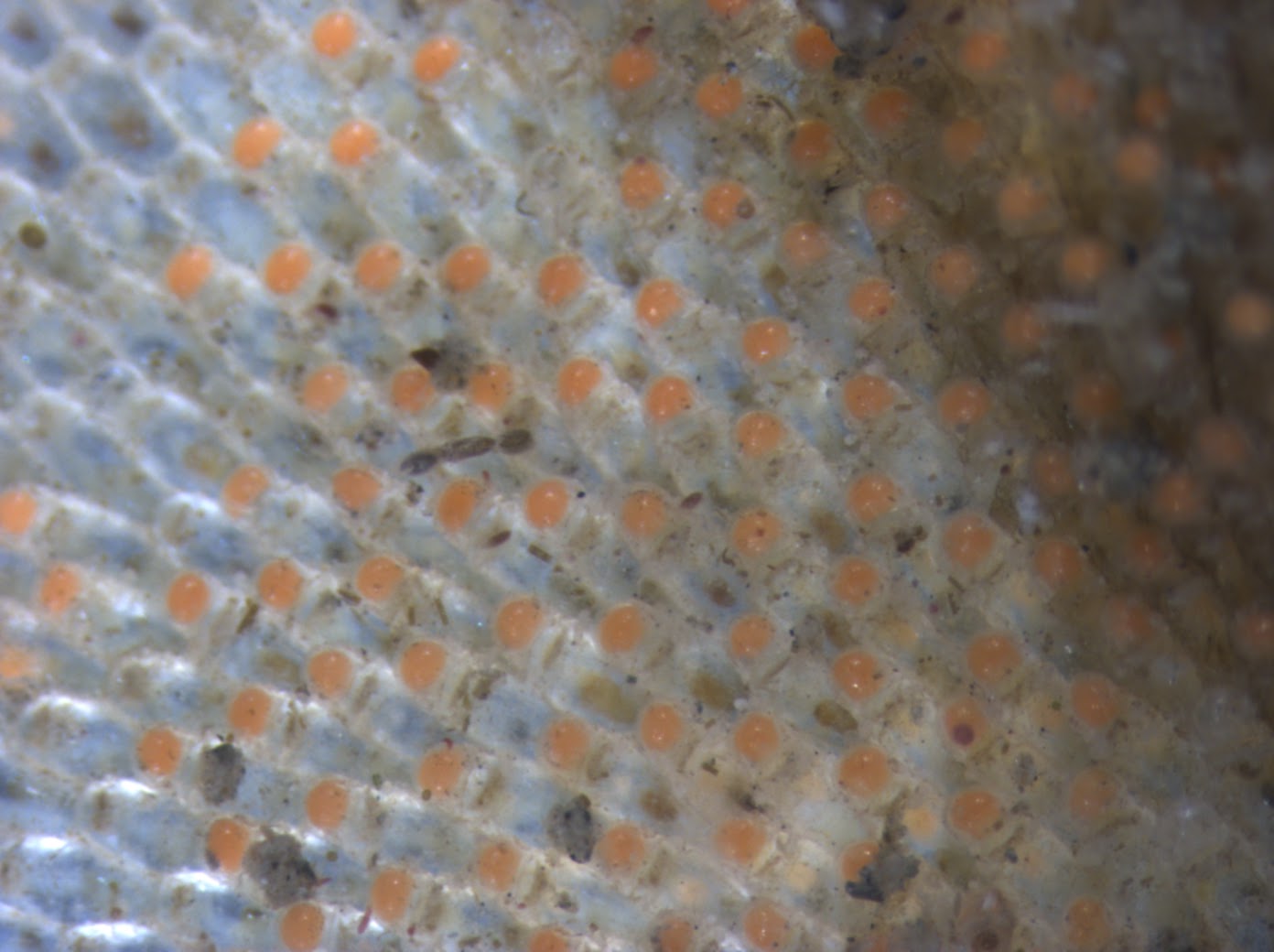 Invertebrate Embryology: Brooded embryos of bryozoan Dendrobaenia ...