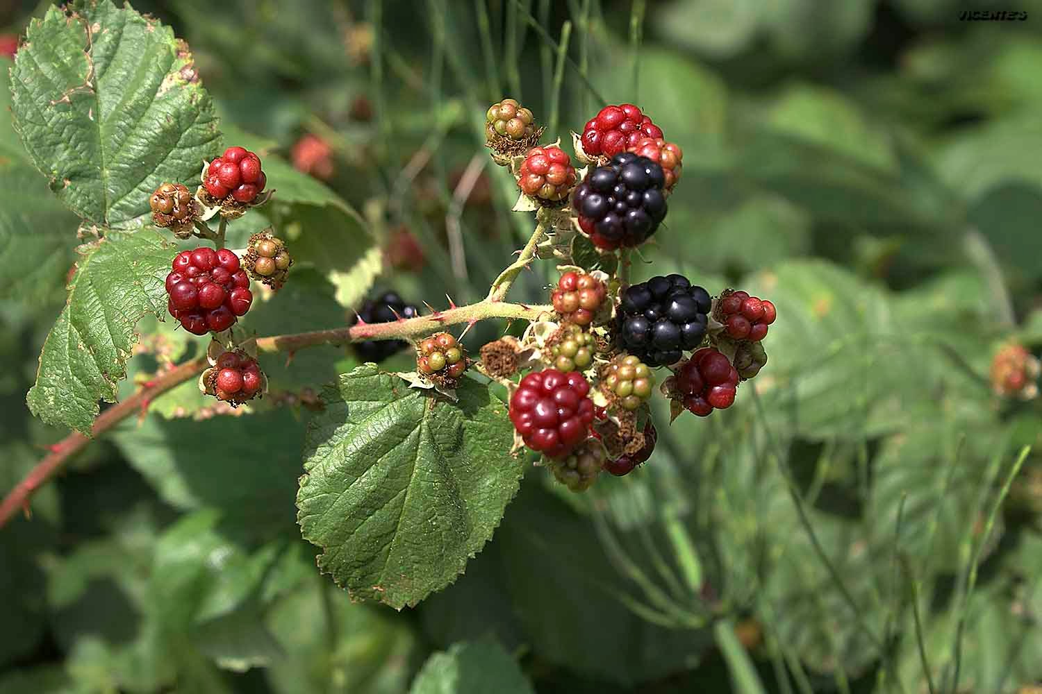 Las flores silvestres de Hormaza: Rubus fruticosus subsp. praecox