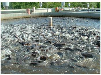 Intensive Fish Farming