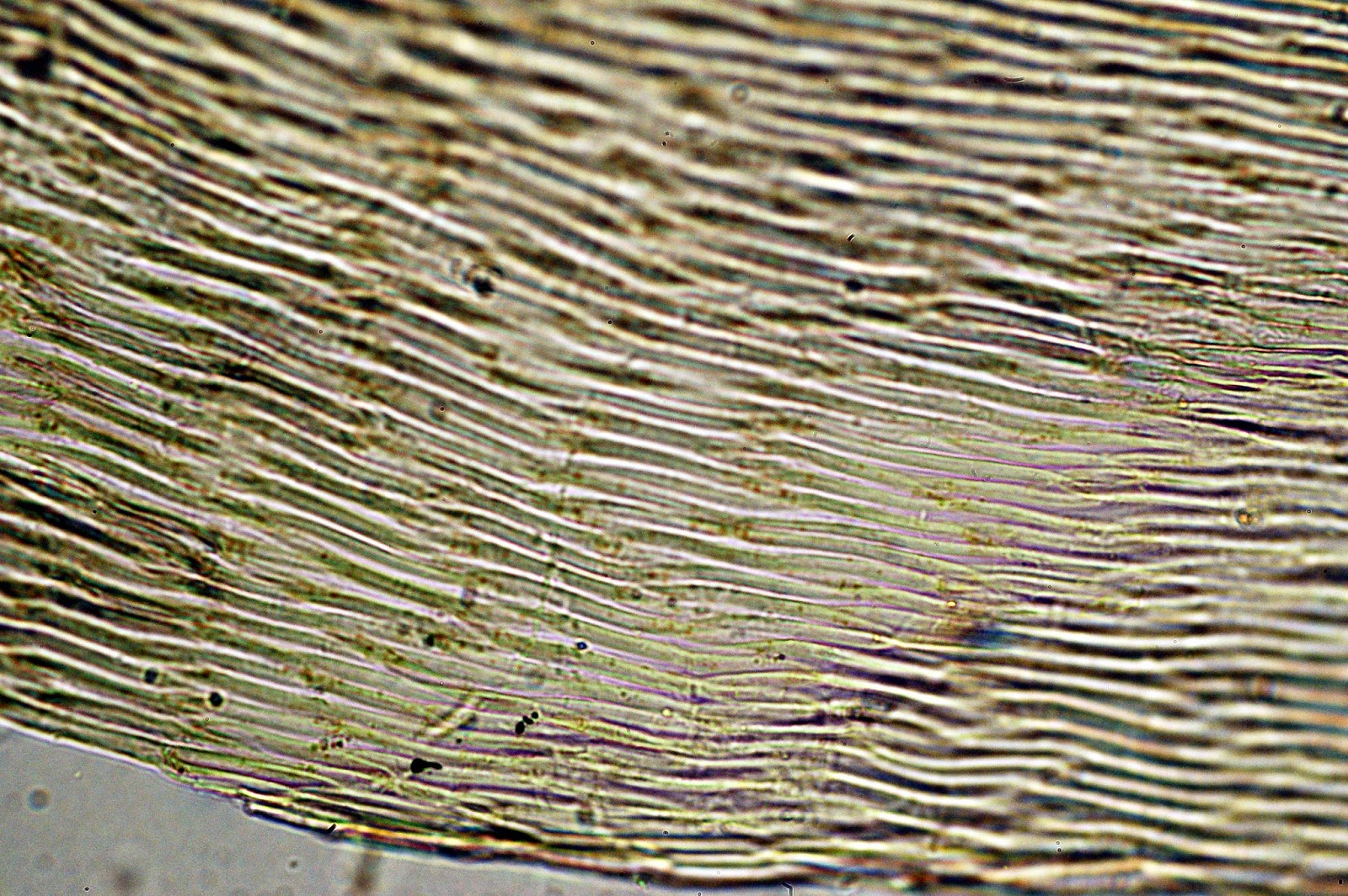 Mosses of Central Florida 8. Entodon seductrix - Patriots