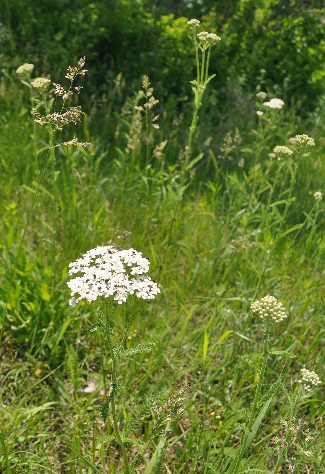 kansas wildflowers: Western Yarrow