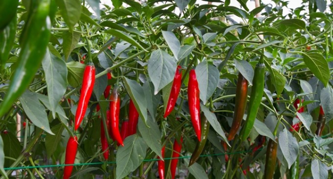 Manfaat Cabai Merah | Belajar Itu Mudah