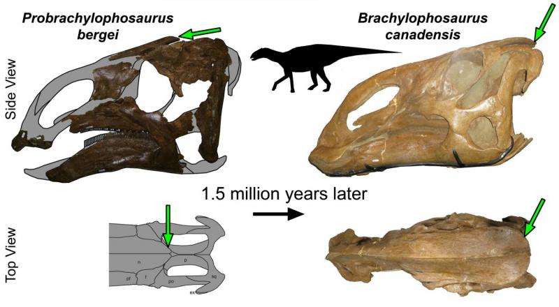 Species New to Science: [Paleontology • 2015] Probrachylophosaurus ...