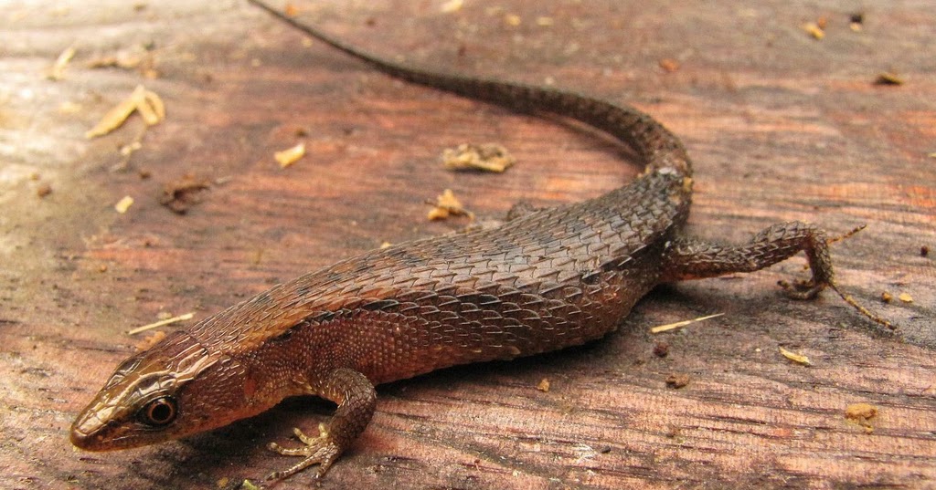 Scincomorpha - True Lizard: Scincomorpha - True Lizard