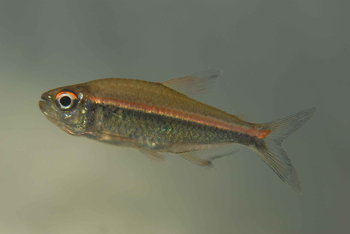 Cyprinidae: Hyphessobrycon Heterorhabdus