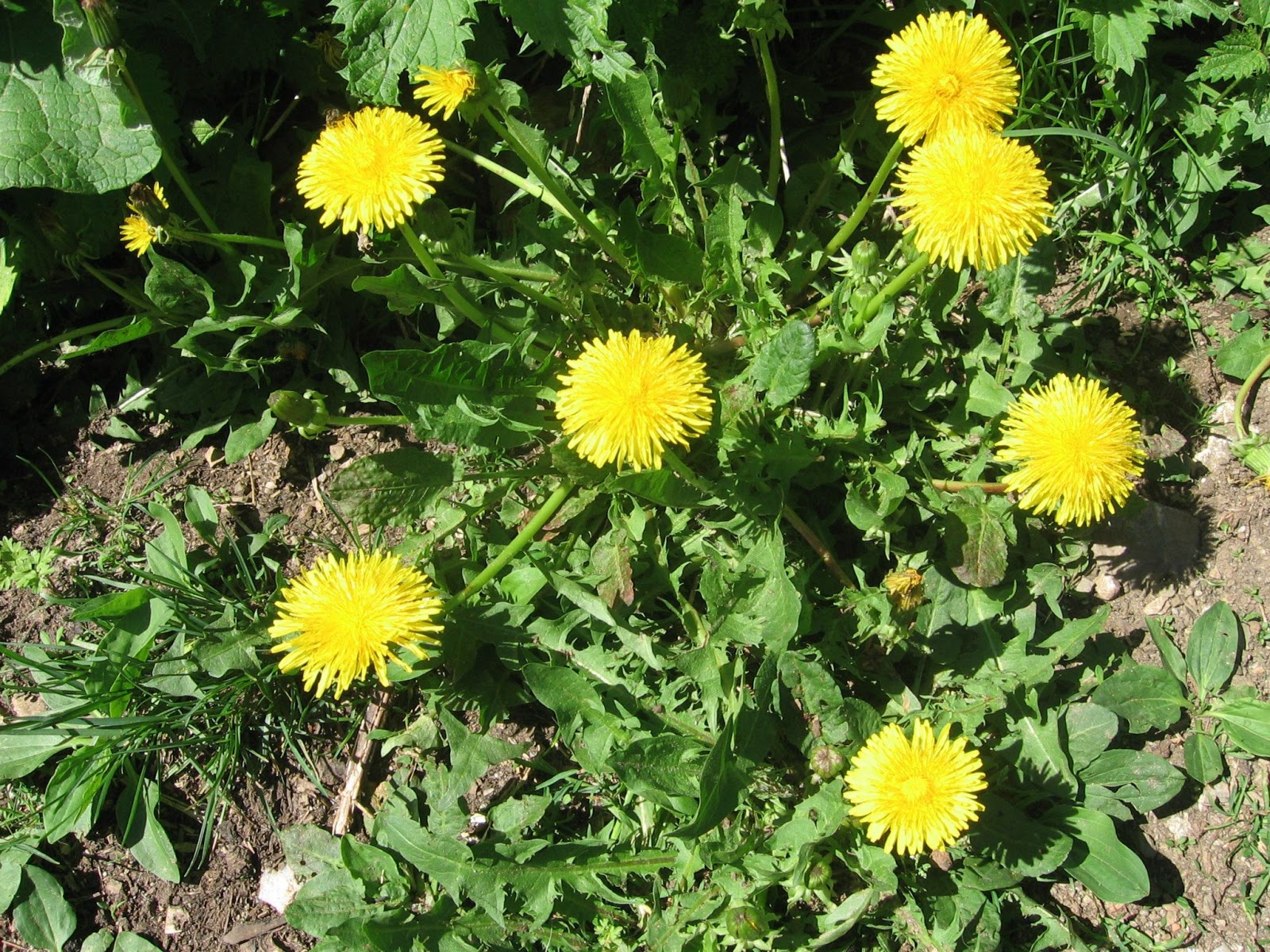 Глуварче - Taraxacun officinale - Билки Лековити и Народна Медицина