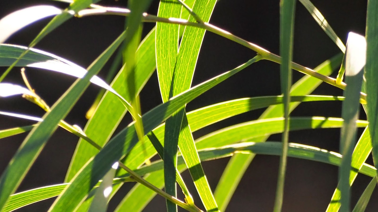 Why I Love Grasses