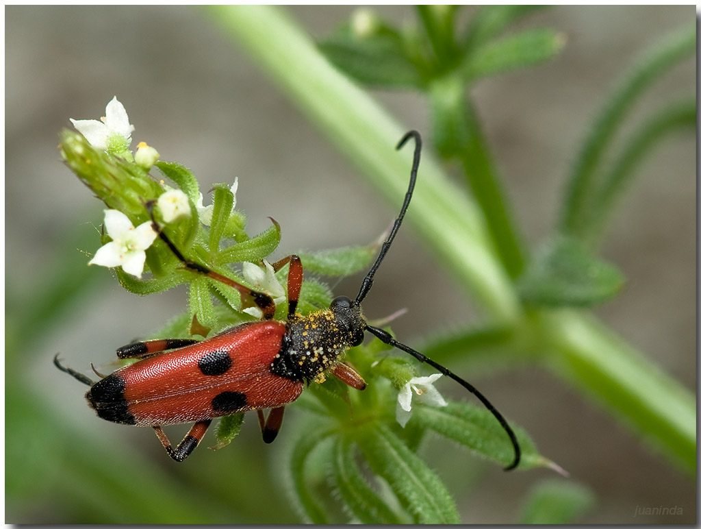 POÉTICA COMPARTIDA: EL COLEÒPTER