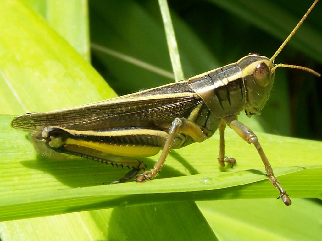 Grass hopper - revolutiongarry