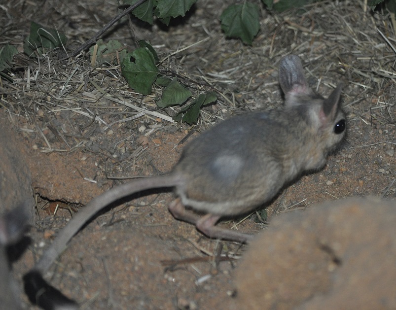 ZOOTOGRAFIANDO (6.100 ANIMALS): JERBO DE EGIPTO GIGANTE / GREATER ...