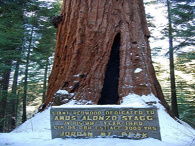 waone's articles: Stagg Tree: Pohon Terbesar kelima di Dunia