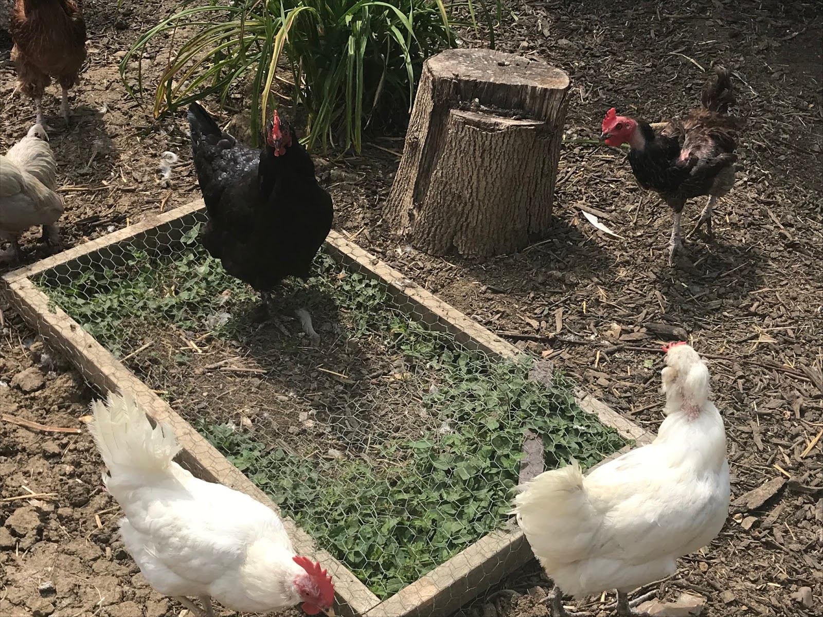 Chicken foraging system