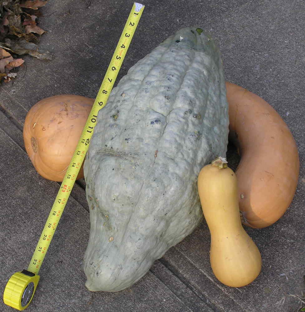 Uncle Macs Garden Shed: THE BLUE HUBBARD SQUASH