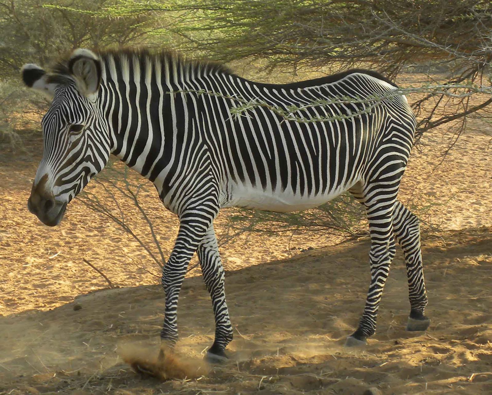 Faune/Flore Afrique de l'Est: Zèbre de Grévy