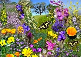 РАЧУВАРИ: Proleće