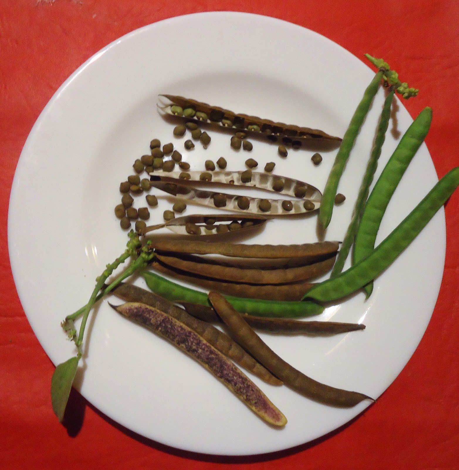 v e r d e c h a c o: diciembre 2016