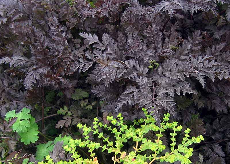 Seminte si plante de gradina hobby: Hasmatuchi purple-Anthriscus ...