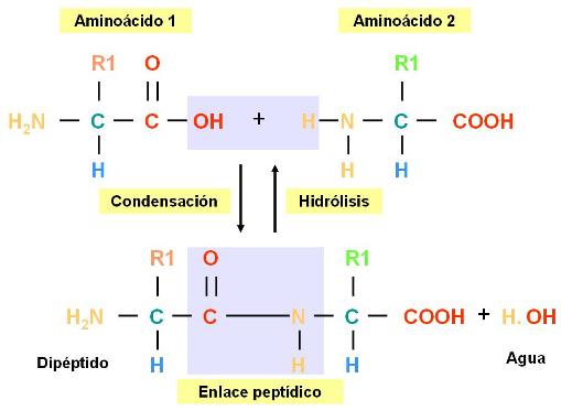 BIOLOGÍA 3º SECUNDARIA: Proteínas