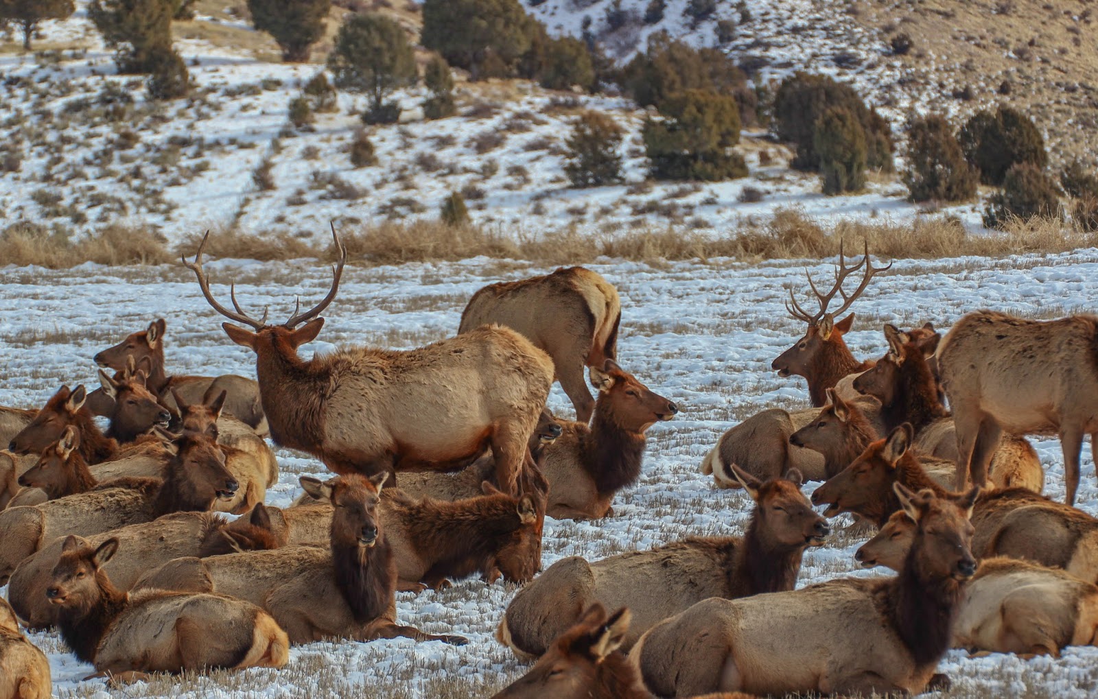 Cannundrums: Hardware Ranch Elk - Utah