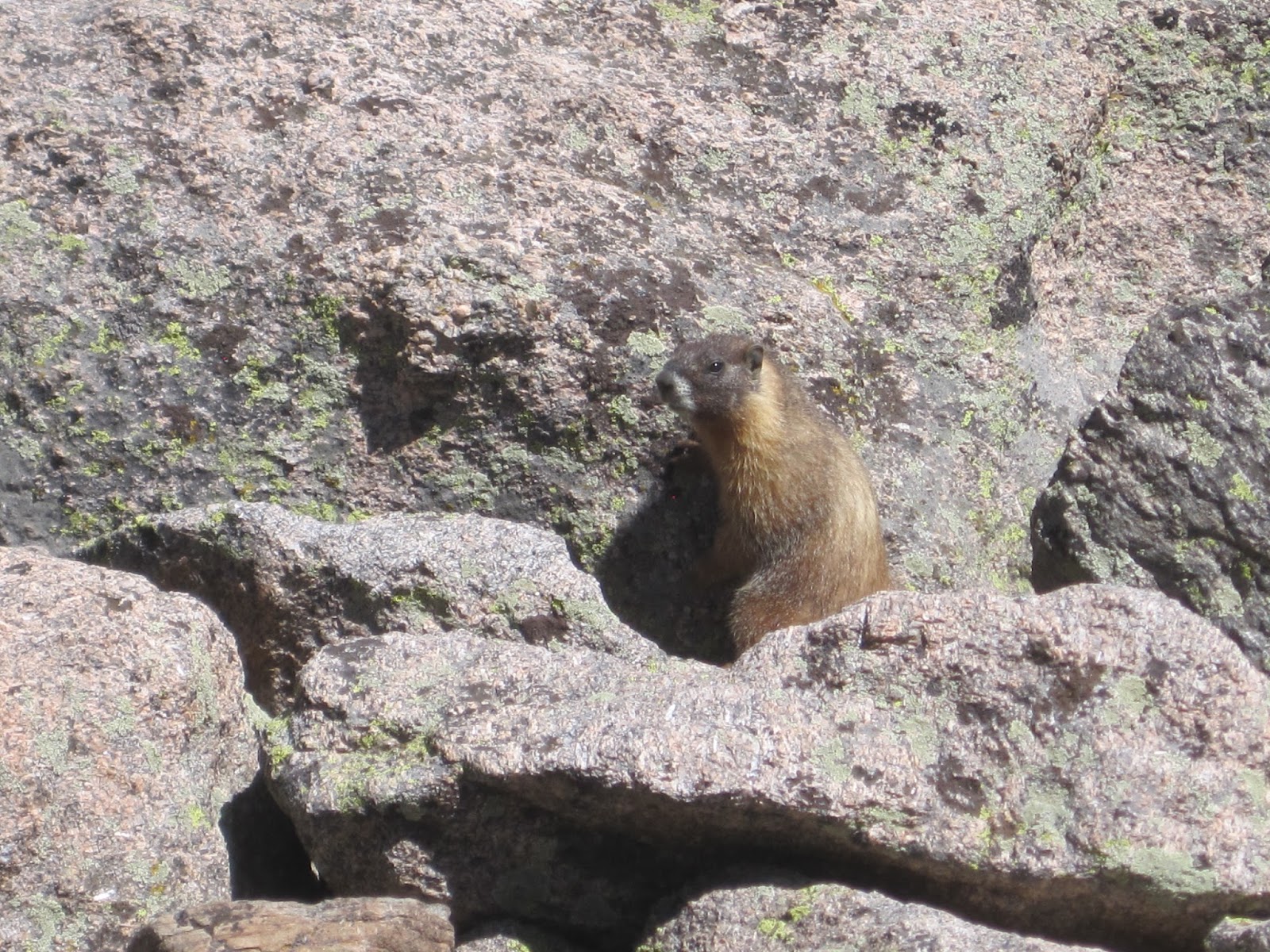 2016 hikes: Longs peak summit via Keyhole route