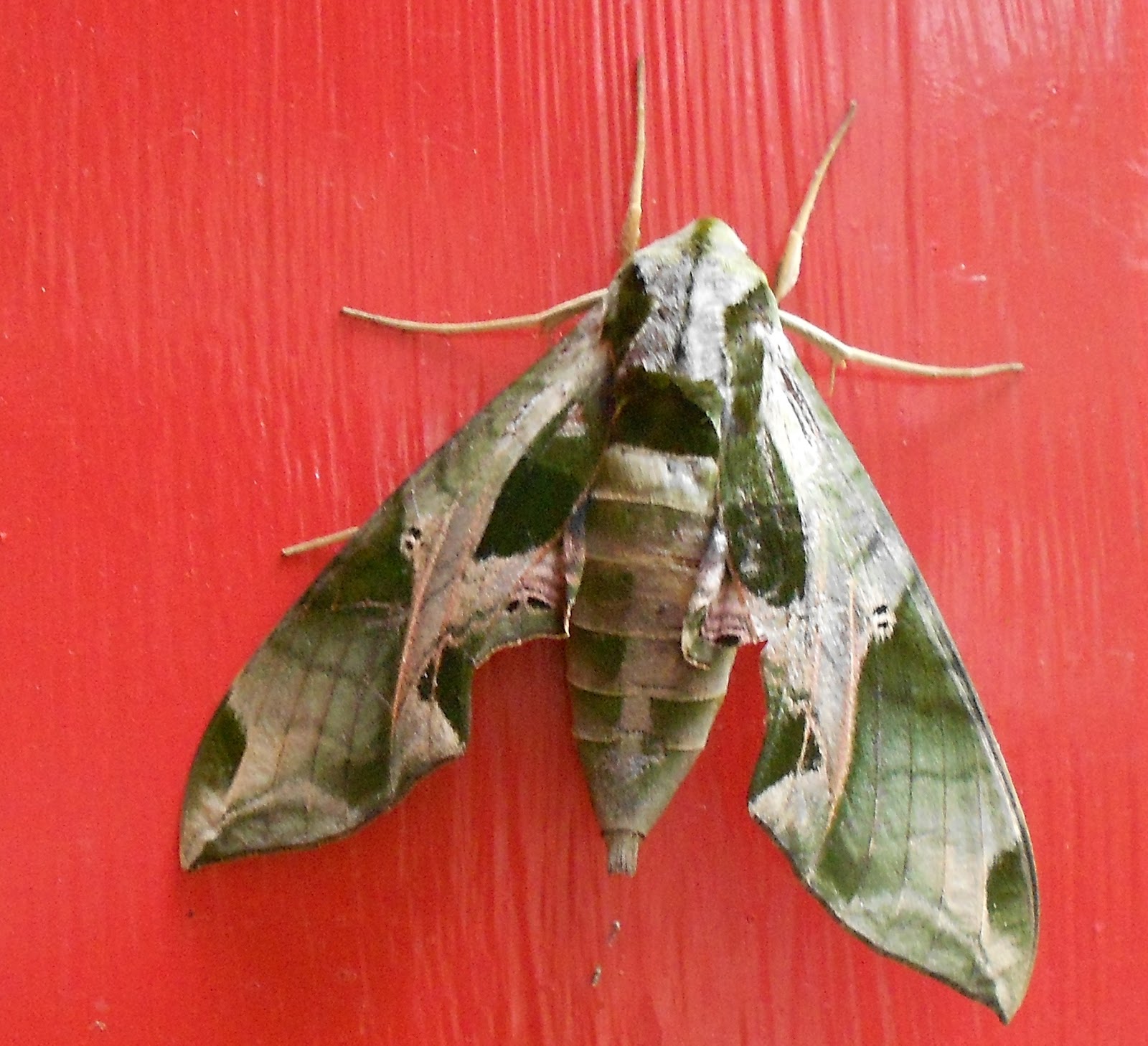 Still Waters--Notes from a Virginia Shire: The Riddle of the Sphinx