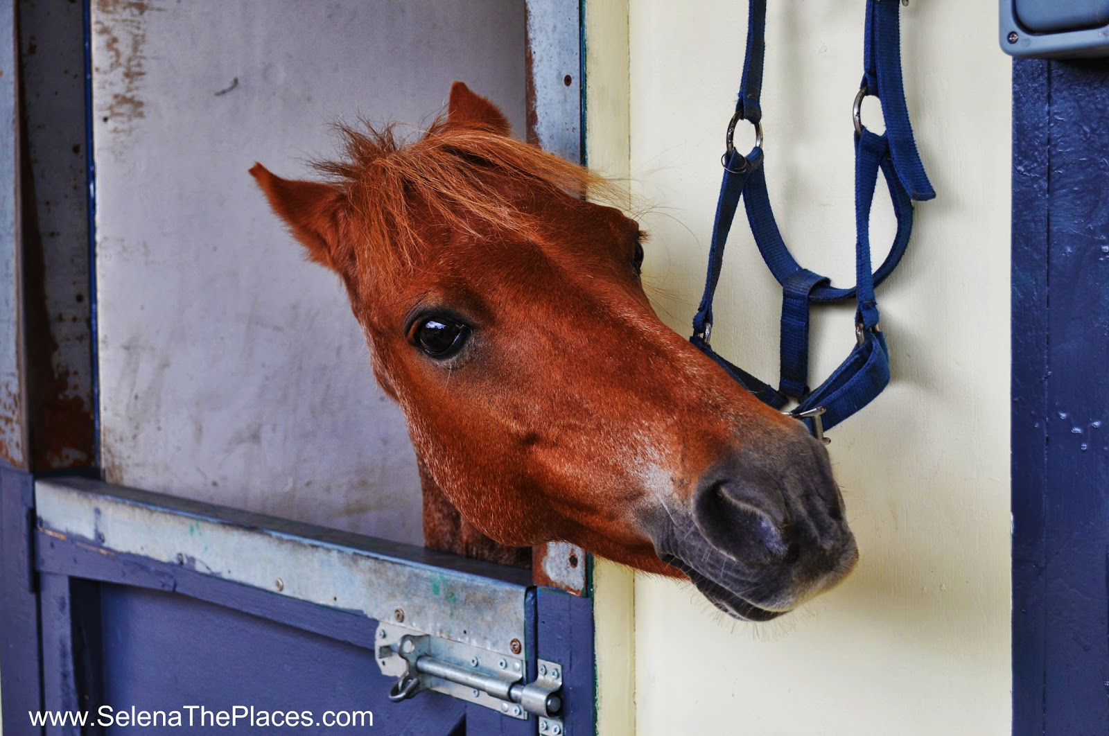 Oh, the places we will go!: I Spy Friday featuring Mudchute City Farm