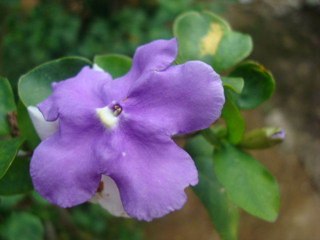 Observador da Natureza: Manacá de Cheiro (ou Manacá de Jardim)