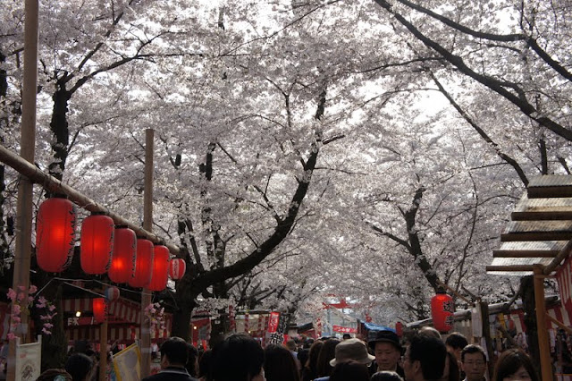 Spring in Kyoto: Ritsumeikan University Orientation Week and Cherry ...