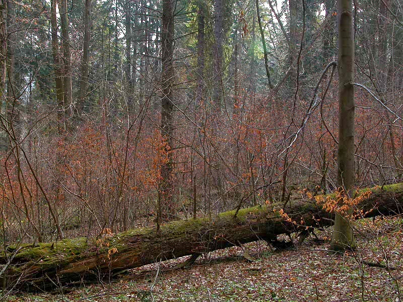 Na Pogórzu...: Turnica od turów?