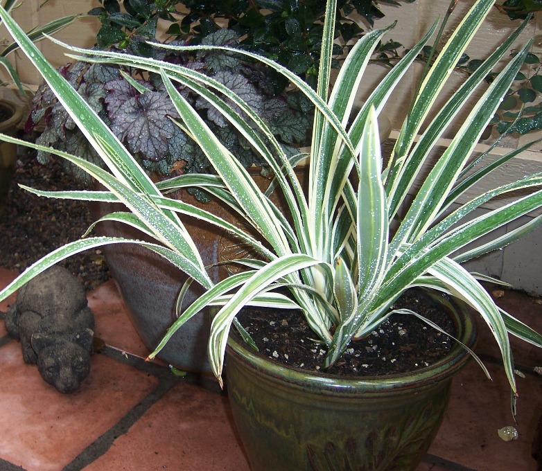 The 2 Minute Gardener: Photo - Variegated Flax Lily (Dianella tasmanica ...