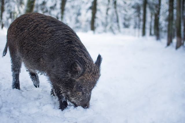 "Cut a fat hog" nghĩa là gì?