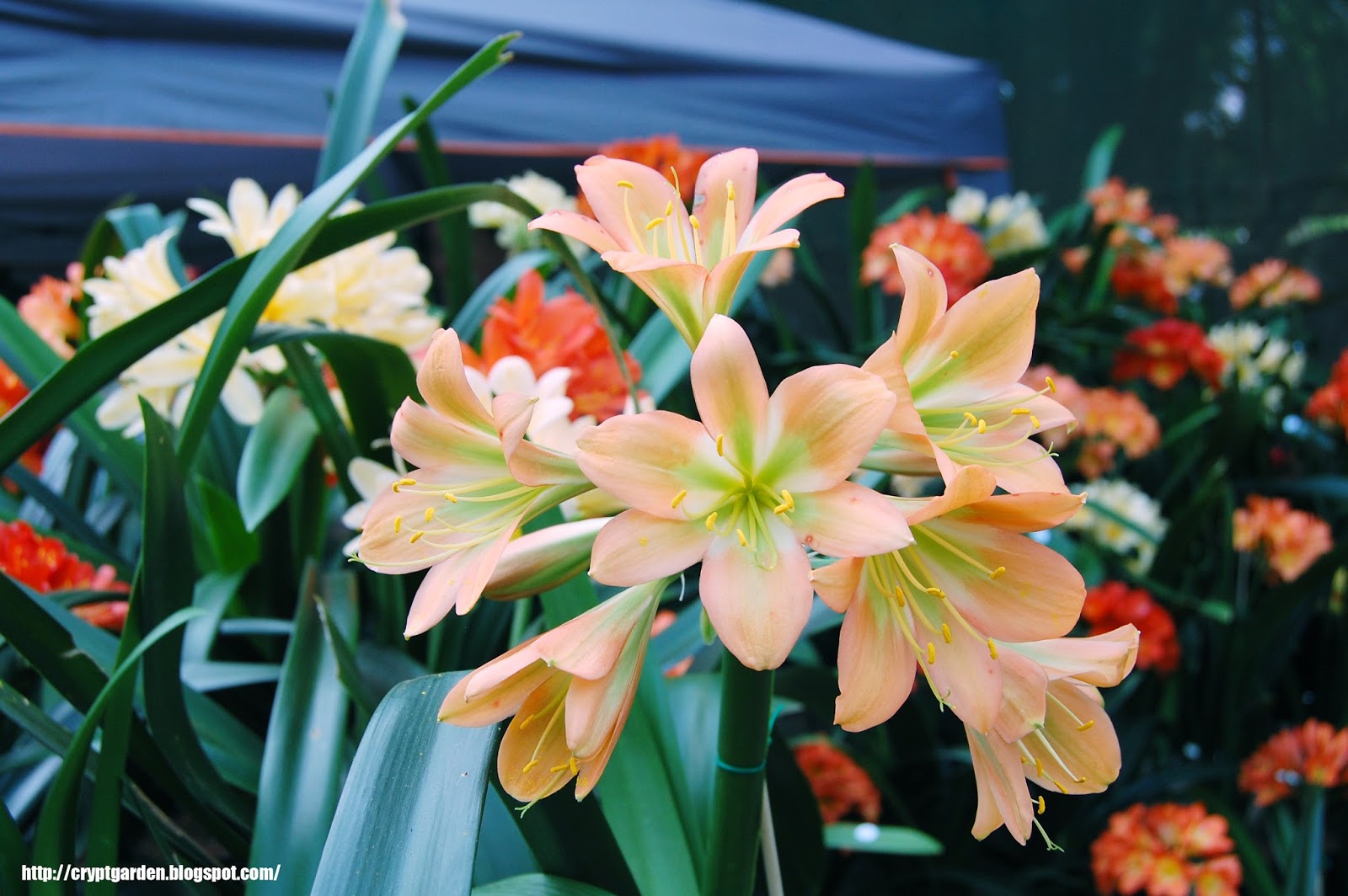 Clivia Breeding: 2015
