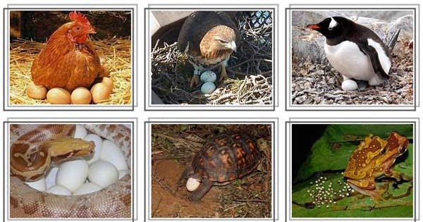 24+ Gambar Haiwan Yang Bertelur, Ide Penting!