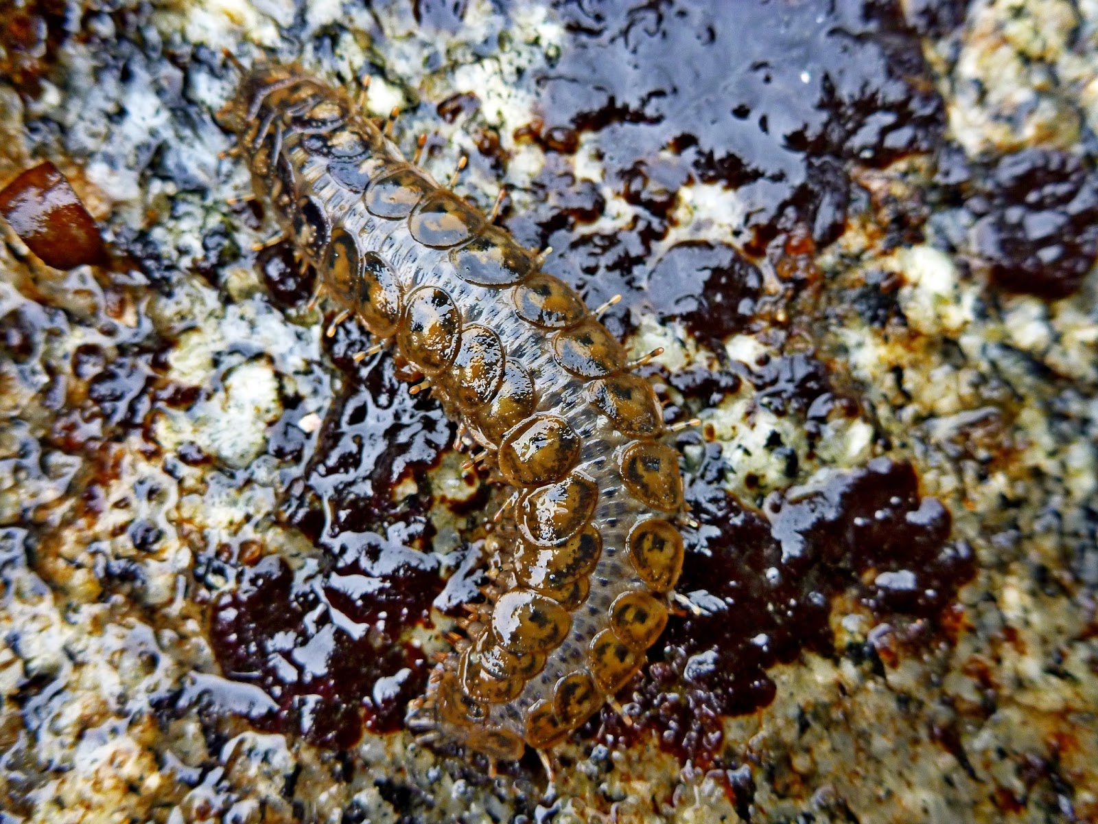 Buzz's Marine Life of Puget Sound: Jun 26, 2013