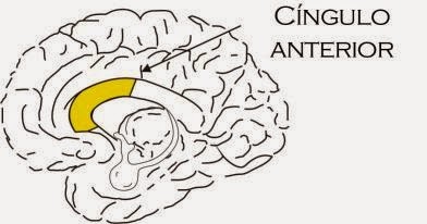 BIOLOGÍA: DETECTAN EL ÁREA DEL CEREBRO QUE SE ACTIVA CUANDO UN PROFESOR ...