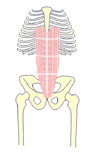 Mito 5. Entrenar las abdominales inferiores