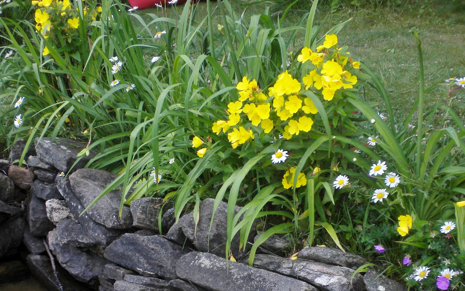 A Student Gardener: SUNDROPS, SUNDROPS, SUNDROPS