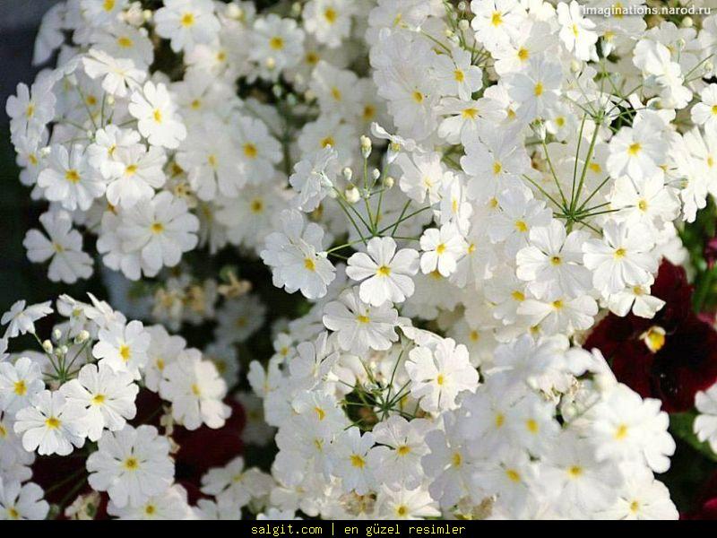 Çiçekler: Çiçekler