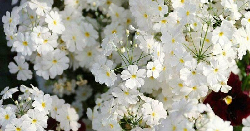 Çiçekler: Çiçekler