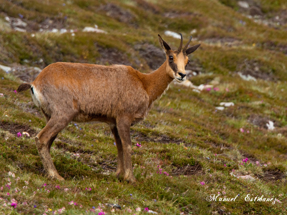 Miradas Cantábricas: Rebecos campurrianos