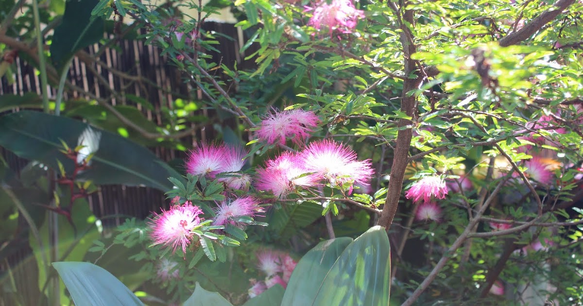 Florez Nursery: Calliandra surinamensis 'Pink Poodle'