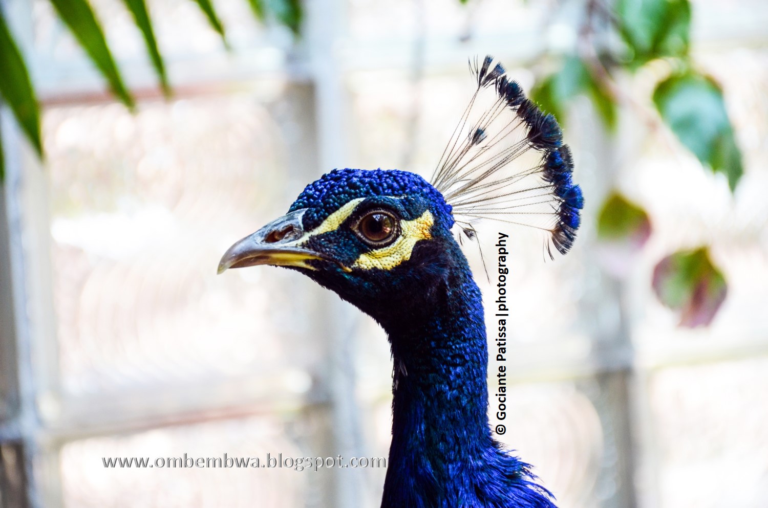 2017 ~ Ombembwa Angola (Umbundu)